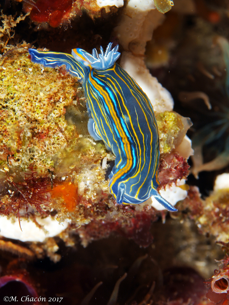 Felimare villafranca (Οδηγός Πεδίου για τα Γυμνοβράγχια (Nudibranchs ...