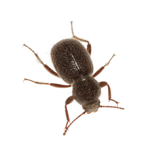Eleodes barbata · iNaturalist