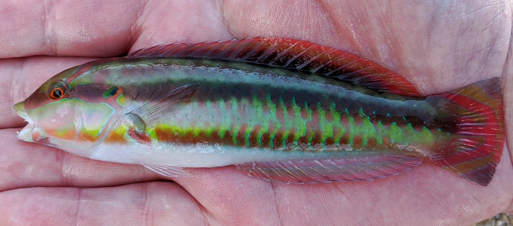 Slippery Dick from Saint Philip, Antigua and Barbuda on January 08 ...