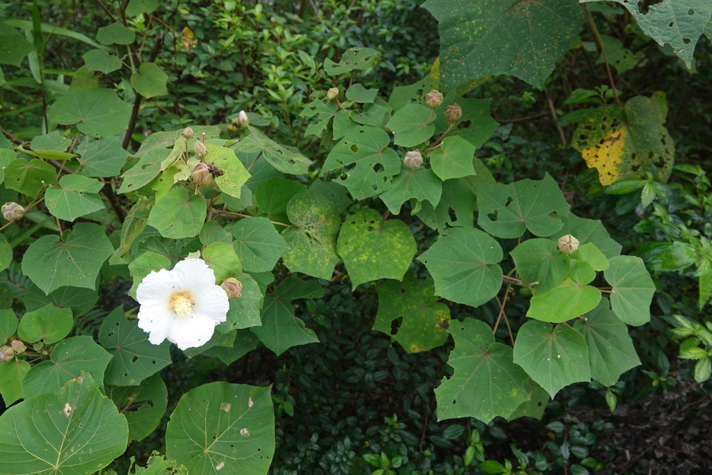 Taiwan cotton rose (Hibiscus taiwanensis) - Botanical Realm
