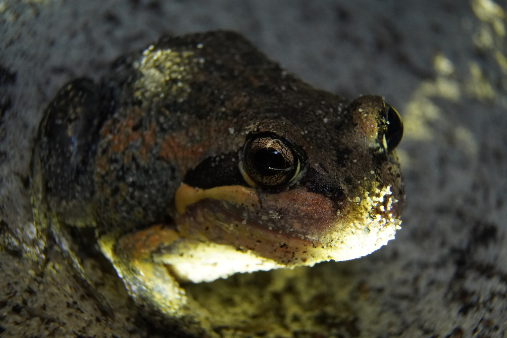 Northern Banjo Frog from Yuraygir NSW 2464, Australia on January 15 ...
