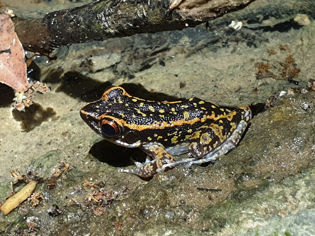 Striped Stream Frog from Nature Lodge, Penang Hill, Malaysia on January ...