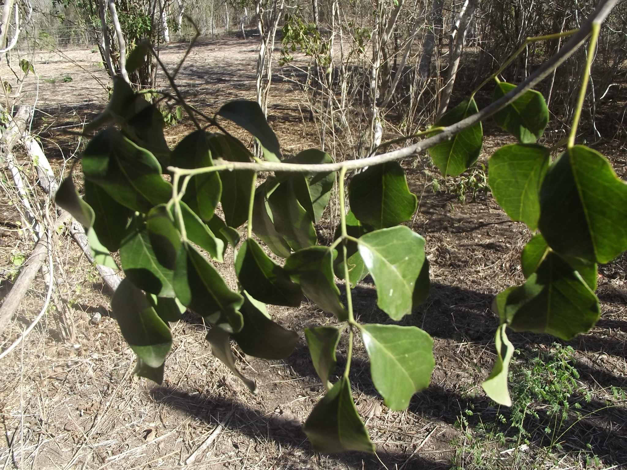 Amyris balsamifera L.