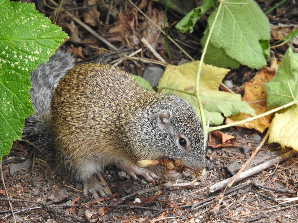 Franklin's Ground Squirrel from Gooseberry Falls State Park, Two ...
