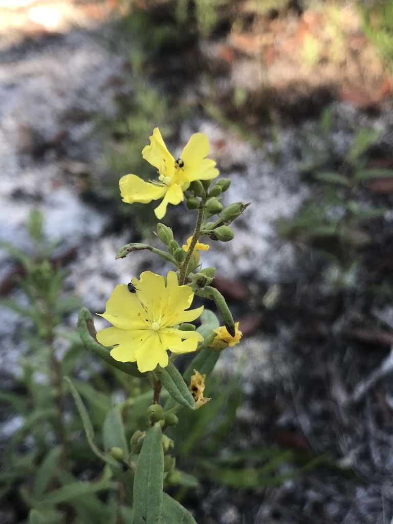 Florida Scrub Frostweed in May 2019 by Brandon Corder · iNaturalist