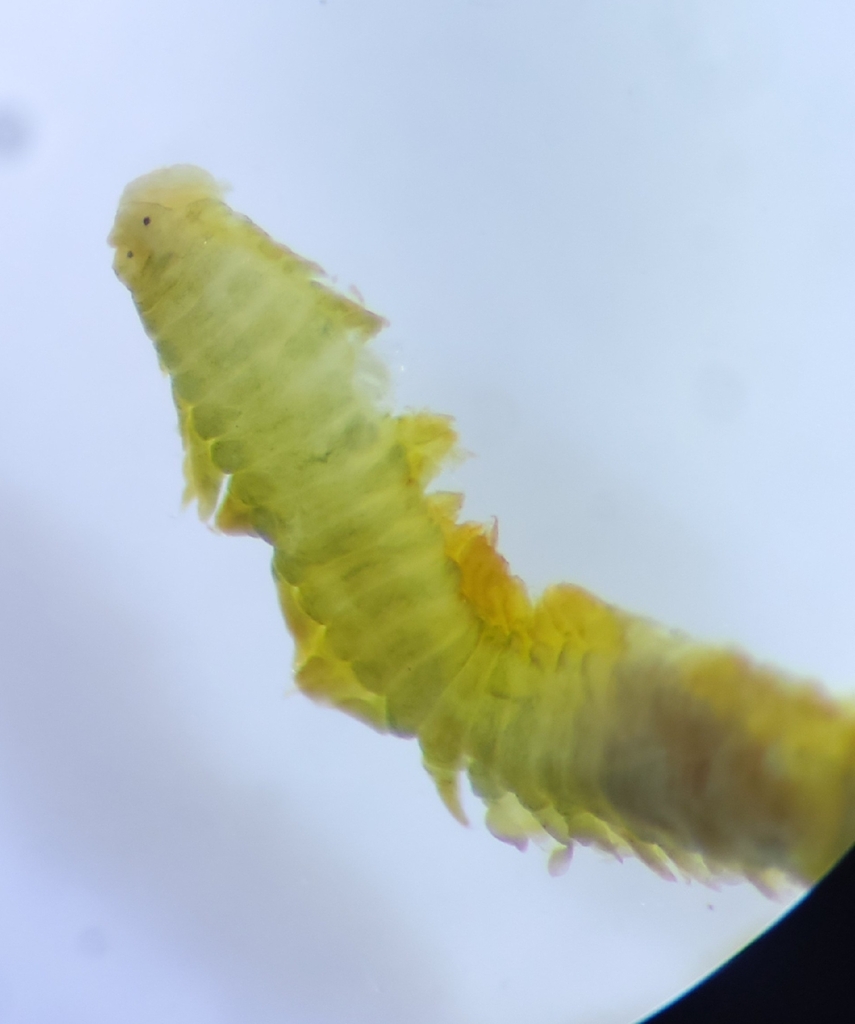 Hypereteone foliosa from Lake Shore, MD 21122, USA on December 3, 2025 ...
