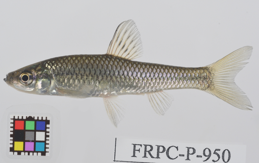 Topmouth Gudgeon in March 2025 by r-fujii · iNaturalist