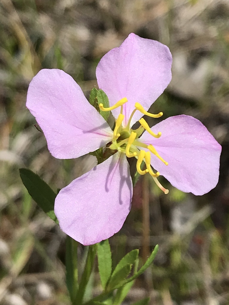 Panhandle Meadowbeauty in May 2019 by Brandon Corder. leaves curl ...