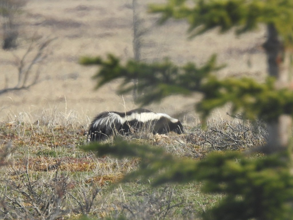 Striped Skunk from Kenora District, ON, Canada on June 21, 2019 at 09: ...