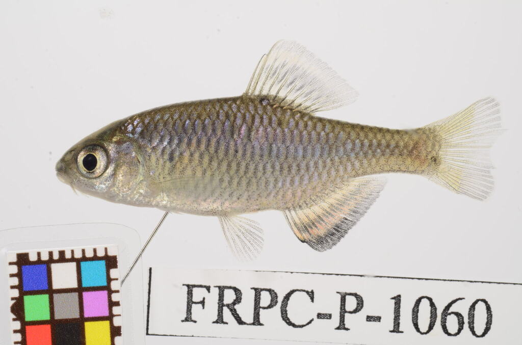 Oily Bitterling (Tanakia limbata) - Marine Life Identification