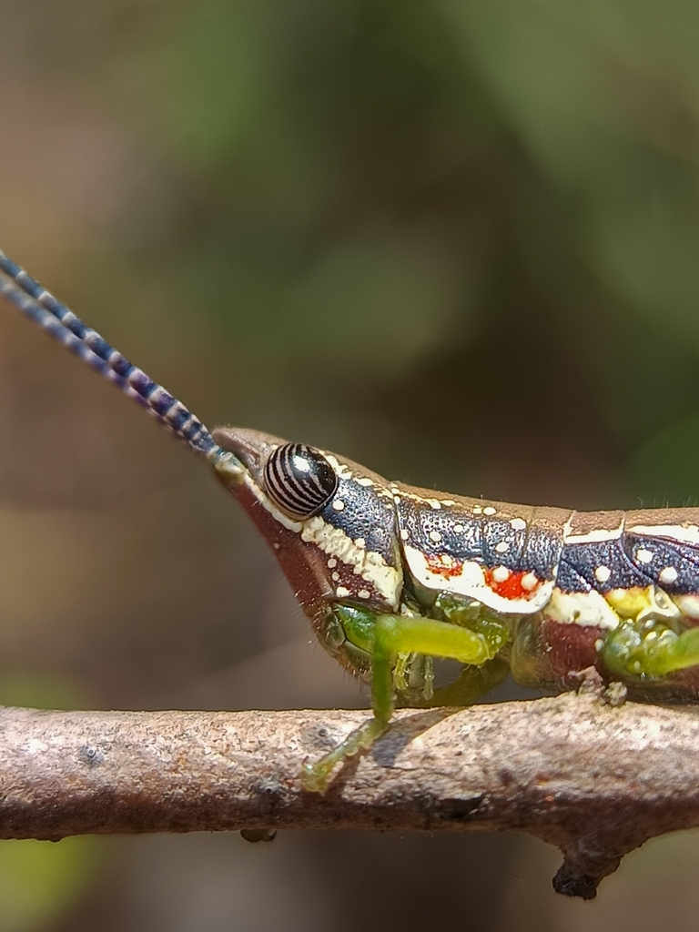 Neorthacris acuticeps from JF4P+QG3 Aditya Apartment, Aditya Apartment ...