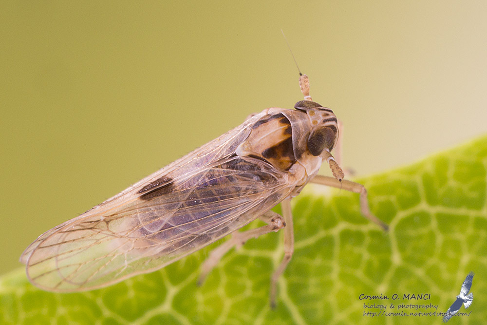 small brown planthopper from Stânca, Romania on August 4, 2018 at 09:09 ...