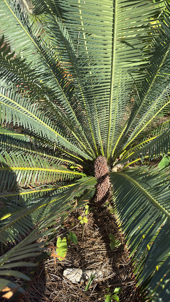 Chestnut Dioon in December 2025 by Yvette Obediente · iNaturalist