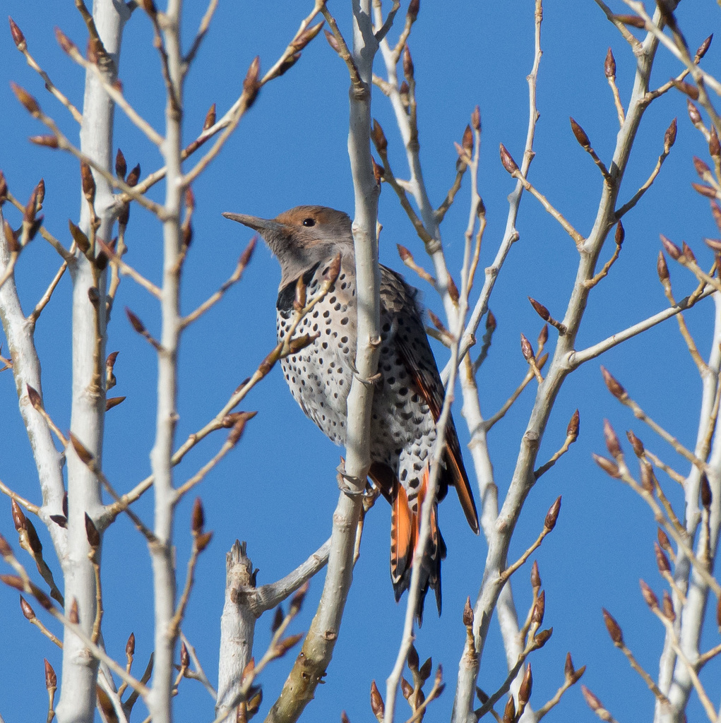 Northern Flicker from 2757 E Guadalupe Rd, Gilbert, AZ 85234, USA on ...