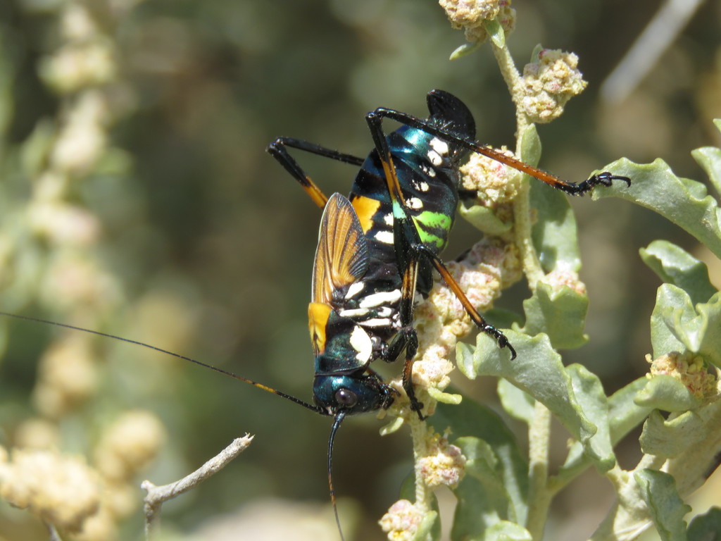 Scaphura elegans from Biedma, Chubut, Argentina on January 06, 2020 at ...