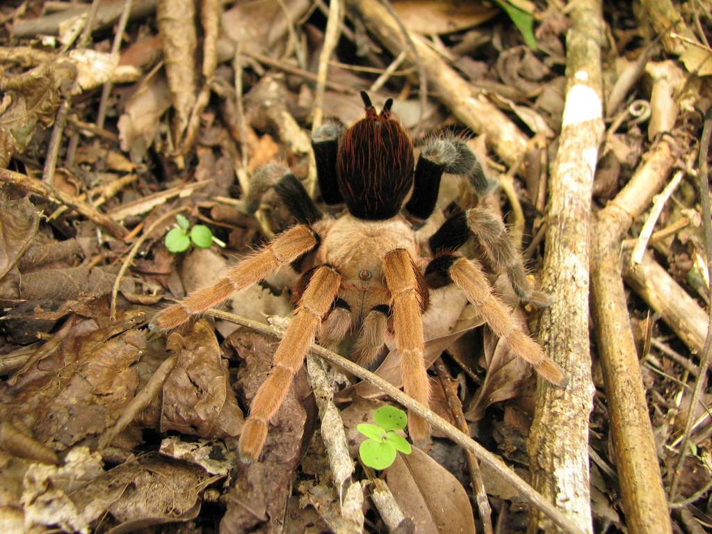 Belize Cinnamon Tarantula from Green Hills Butterfly Ranch, Cayo ...