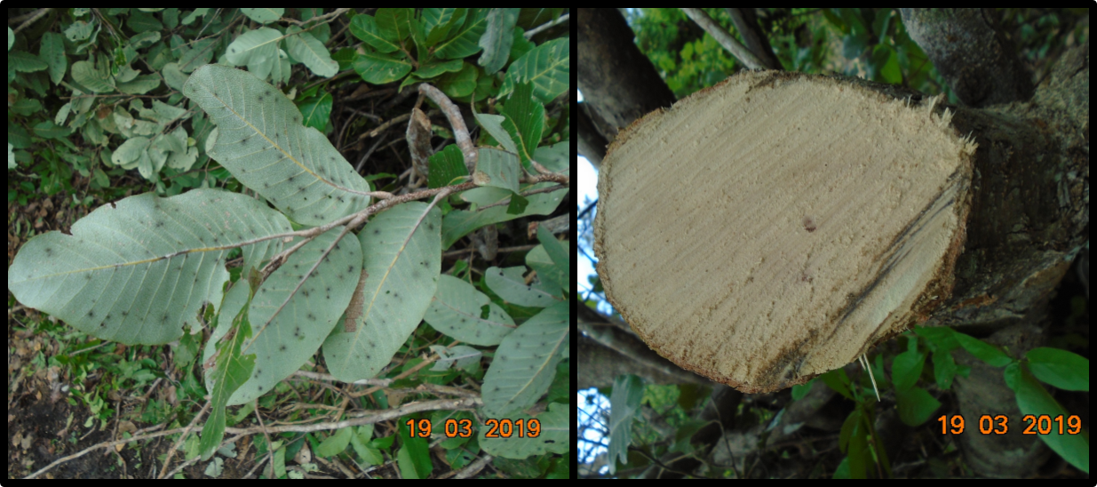 Licania rigida Benth.