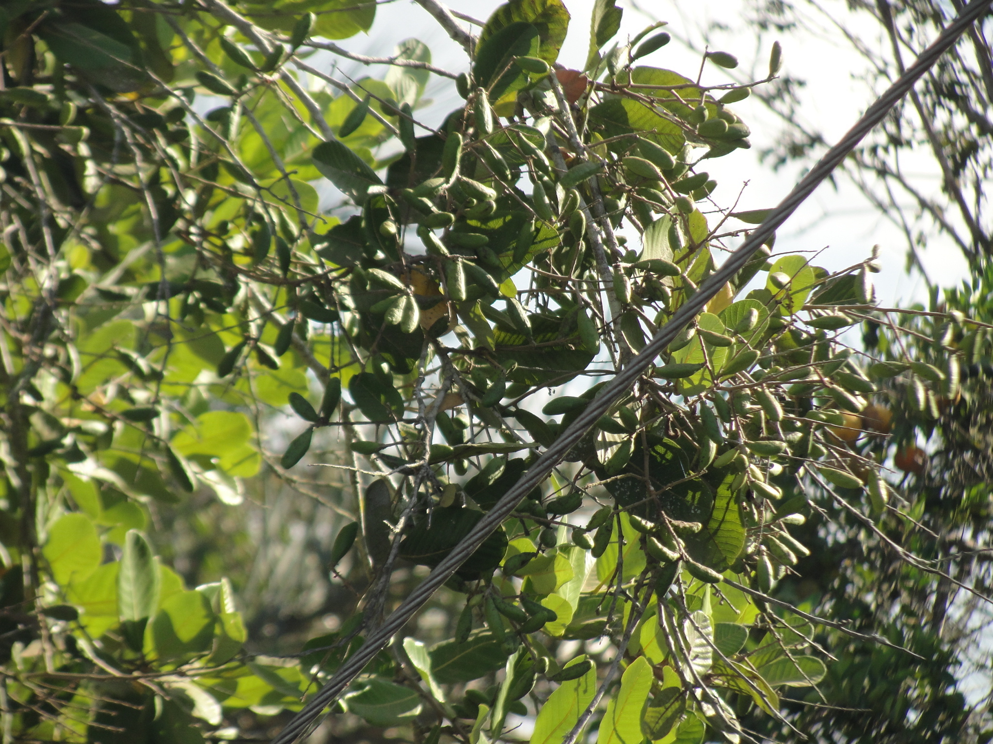 Licania rigida Benth.