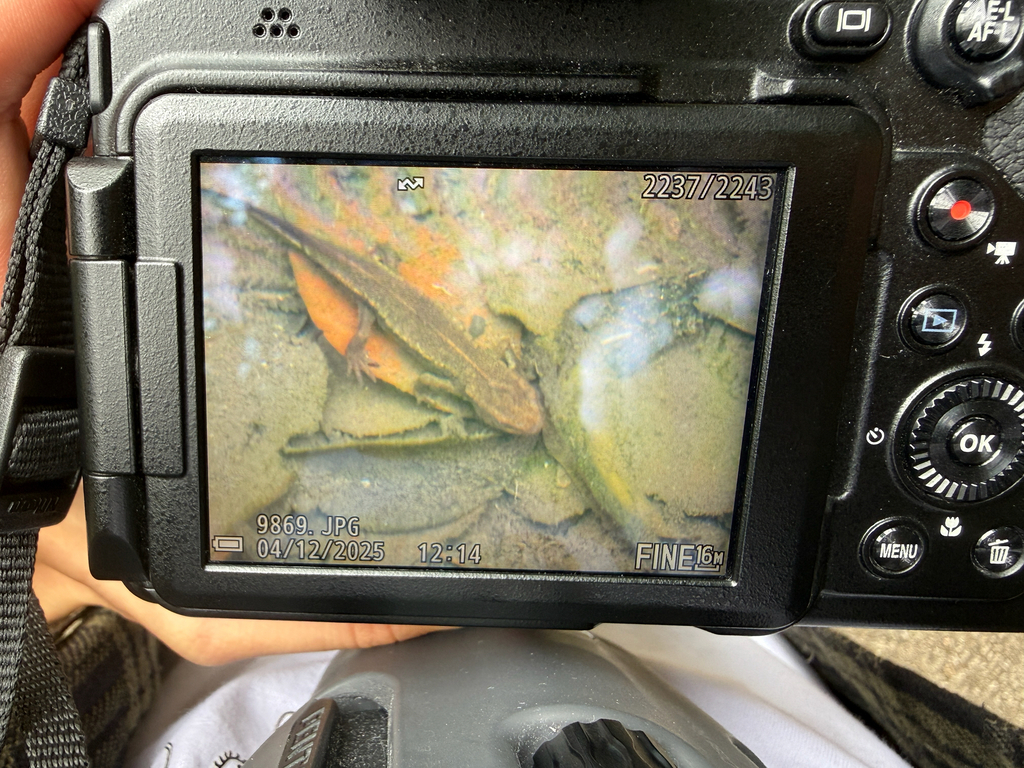 Hong Kong Warty Newt from Po Kau Forest Walks Brown Walk, Tai Po Kau ...