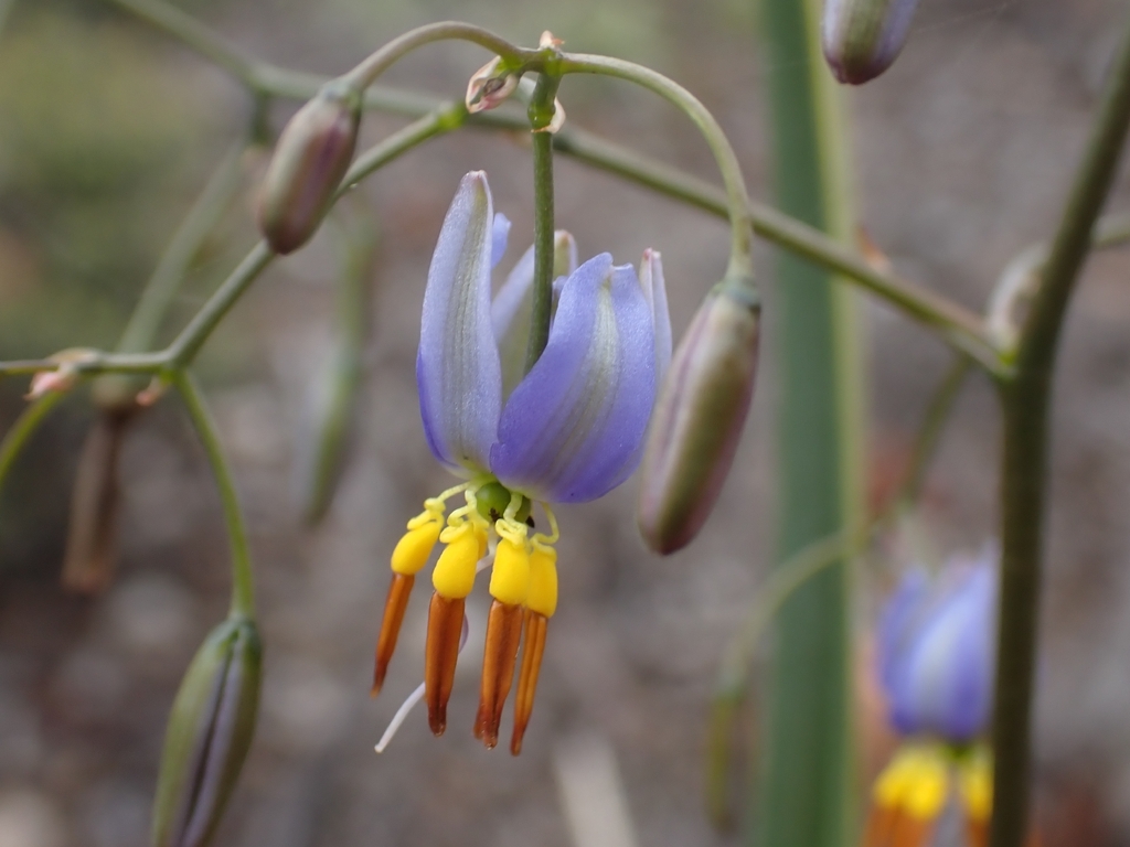 flax-lilies from Cuballing, AU-WA, AU on November 7, 2025 at 11:14 AM ...