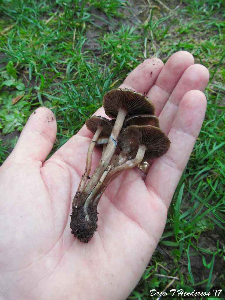 Psilocybe stuntzii from Lacey, Thurston Co., Washington, USA on ...