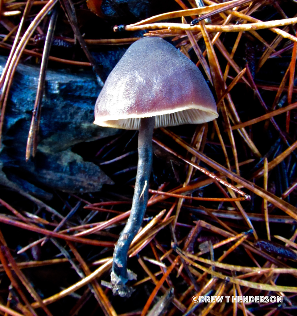 Cucumber Cap from Woodard Bay, Lacey, Thurston Co., Washington, USA on ...