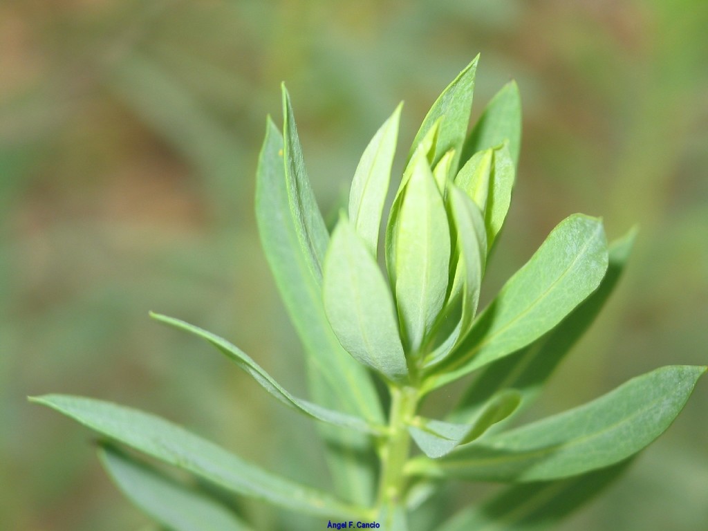 Flax-leaved Daphne from Zona de Cardeña, Córdoba, España on May 7, 2003 ...
