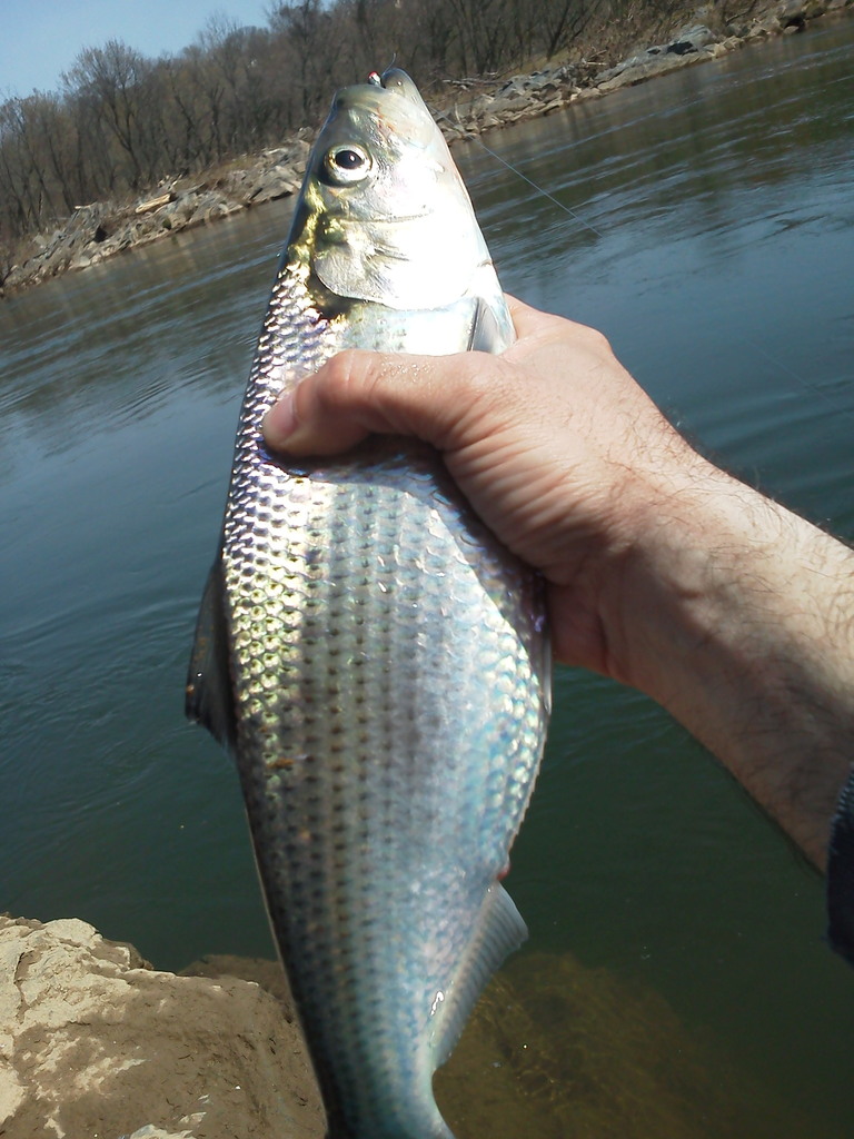 Hickory Shad from Northwest Washington, Washington, DC, USA on April 09 ...