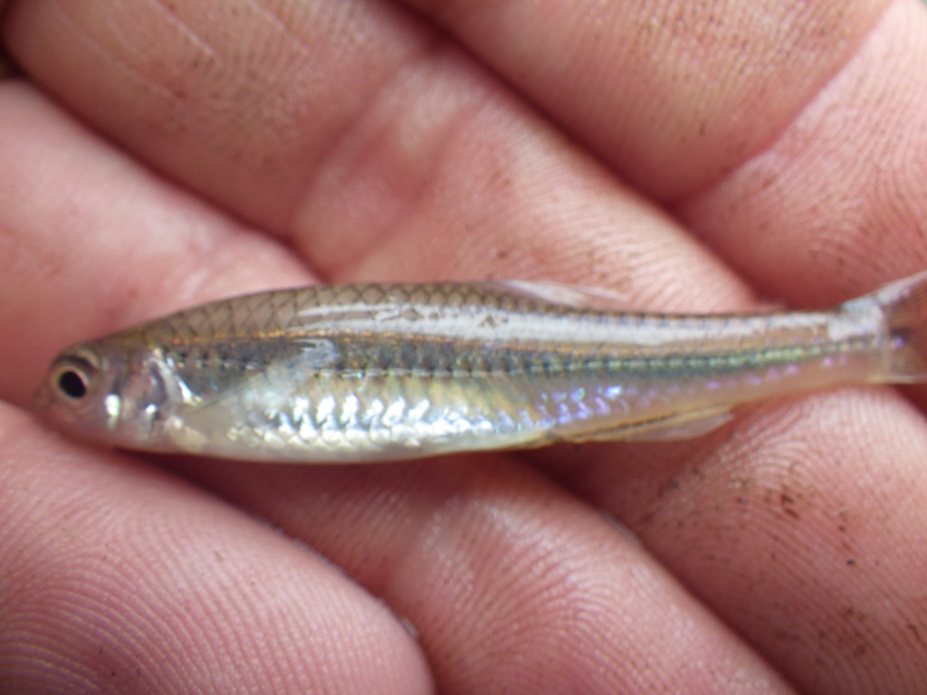 Bigeye Chub in April 2013 by pmk00001 · iNaturalist