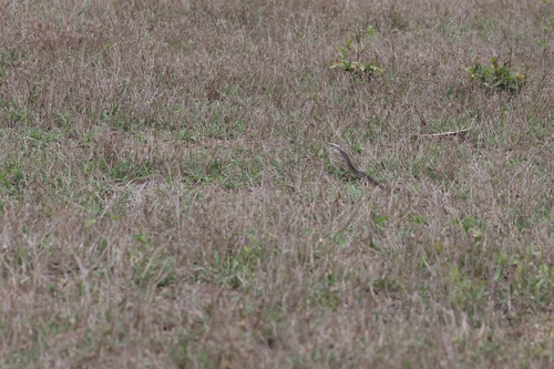 Mambas (Dendroaspis) - Snakes and Lizards