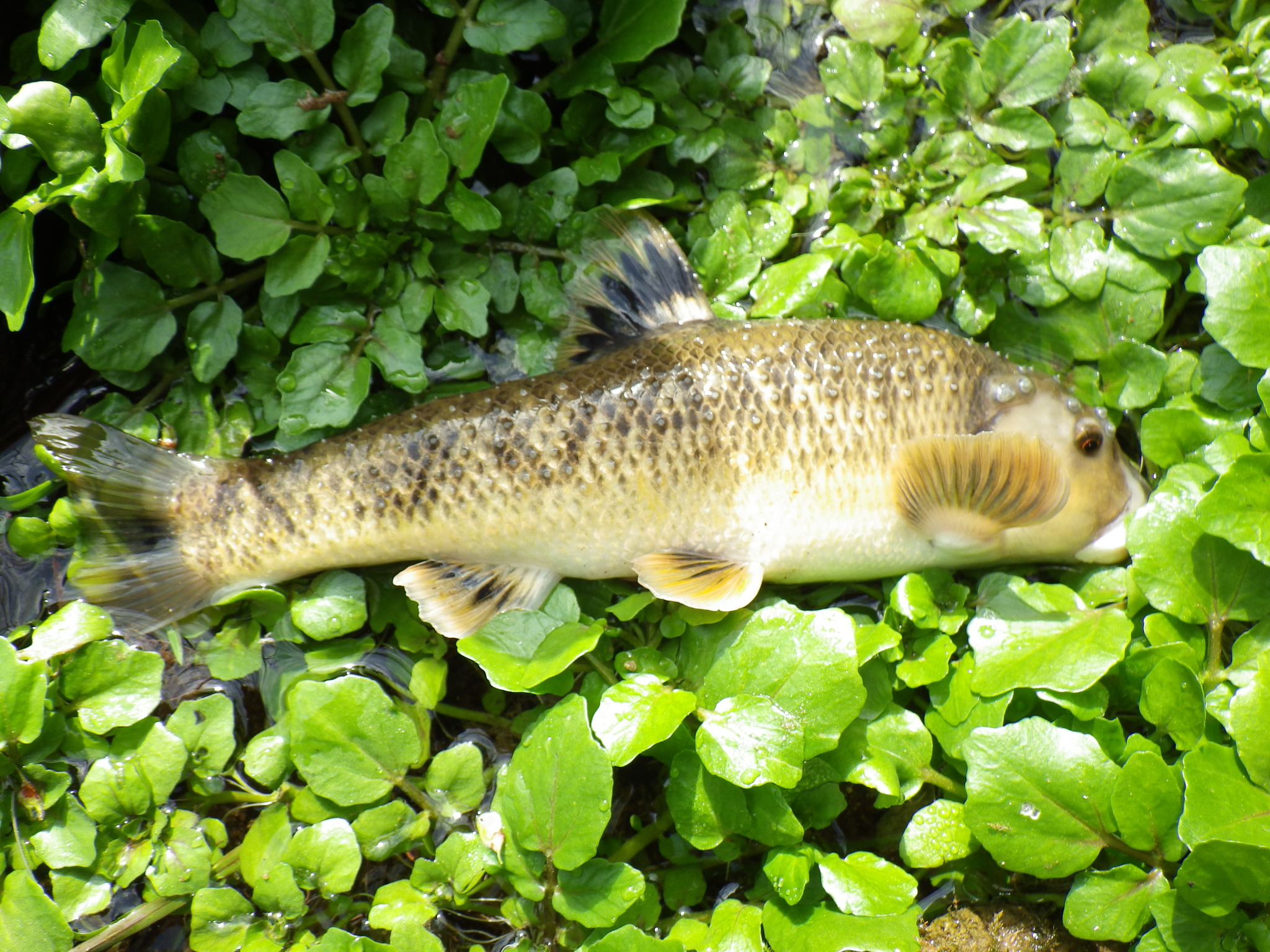 Central Stoneroller Preserved