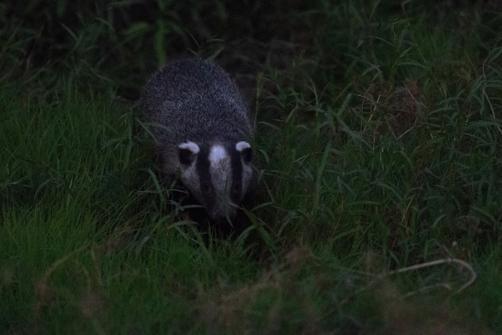 Asian Badger in August 2019 by Алина Урусова · iNaturalist