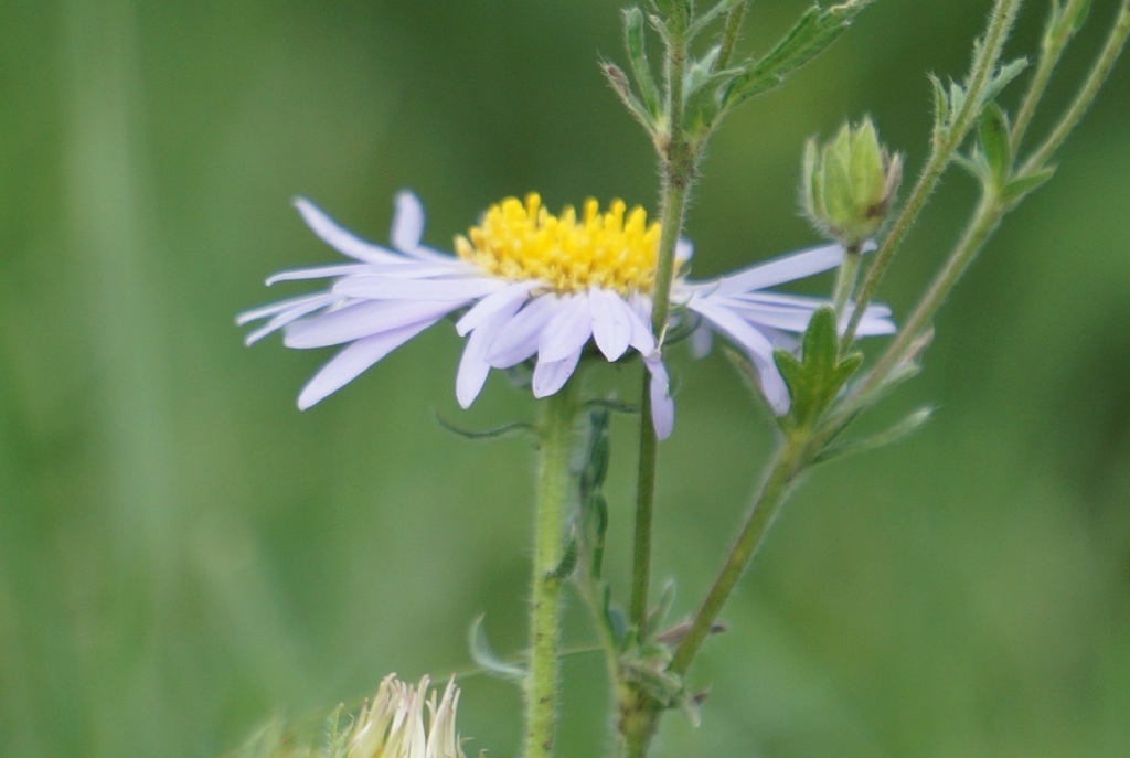 Aster hispidus from Erdene, Töv, Mongolië on July 27, 2018 at 10:32 AM ...