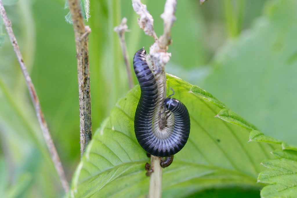 Rossiulus vilnensis from Нижнекамский р-н, Респ. Татарстан, Россия on ...