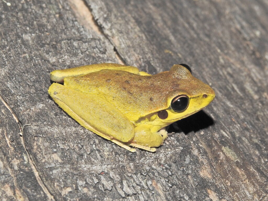 Wilcox's Frog from Talegalla Weir QLD 4650, Australia on December 4 ...
