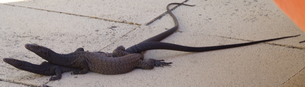 Black-headed Monitor in November 2019 by siwilde. Pair Black Headed ...