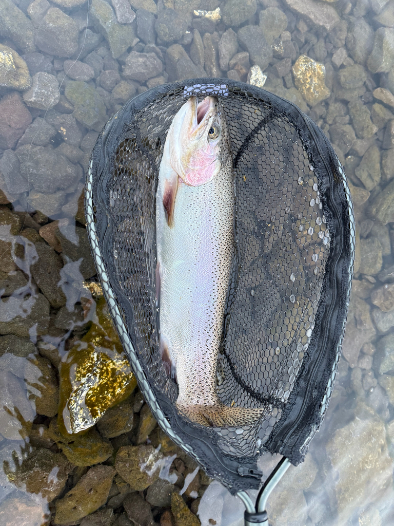 Eagle Lake Rainbow Trout from Susanville on November 23, 2025 at 07:13 ...