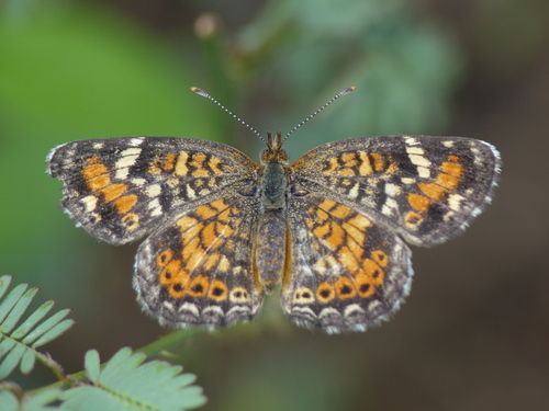 Eastern Phaon Crescent (Subspecies Phyciodes phaon phaon) · iNaturalist