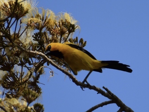 Yellow Oriole from Pontifical Xavierian University, Santiago De Cali ...