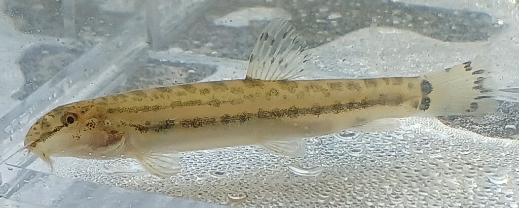 Japanese Striped Loach from 日本、広島県広島市東区 on August 07, 2025 by ...
