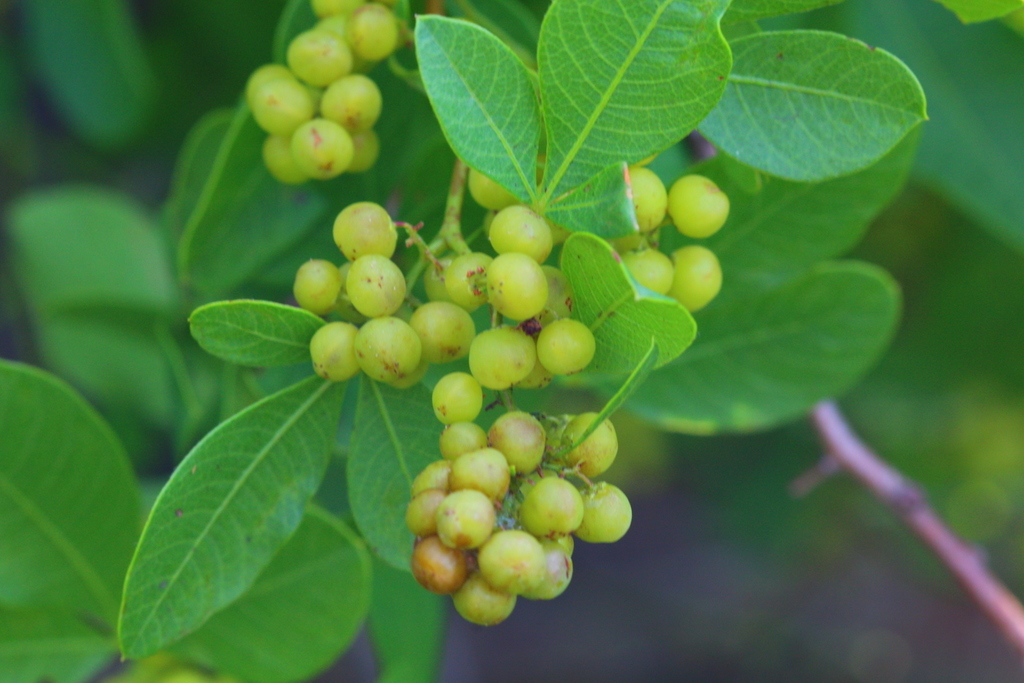 Common currant-rhus (Knysna Lifestyle Estate - Locally Indigenous ...