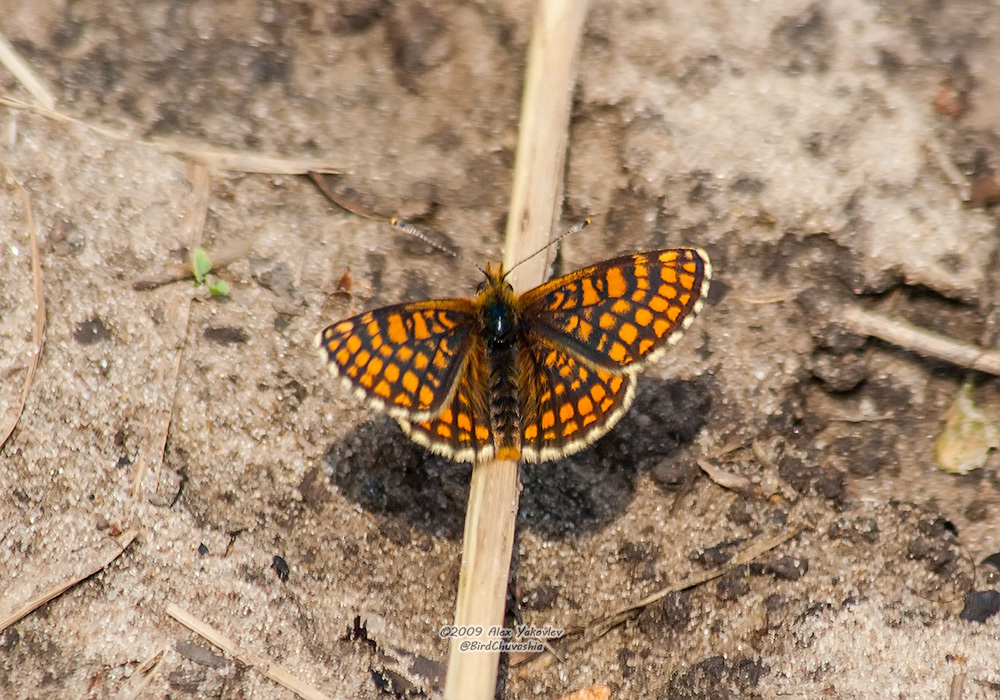 Checkerspots from Шемуршинский р-н, Чувашская Респ., Россия on June 22 ...