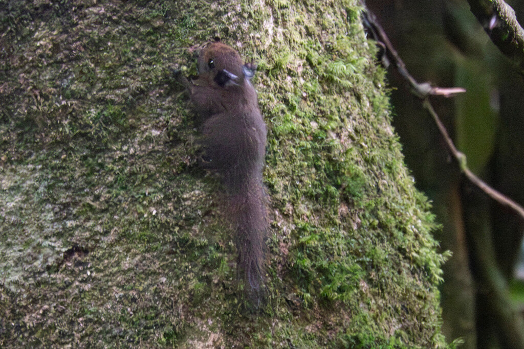 Tufted Pygmy Squirrel from 马来西亚 Sabah, Ranau, 神山国家公园邮政编码: 89300 on ...