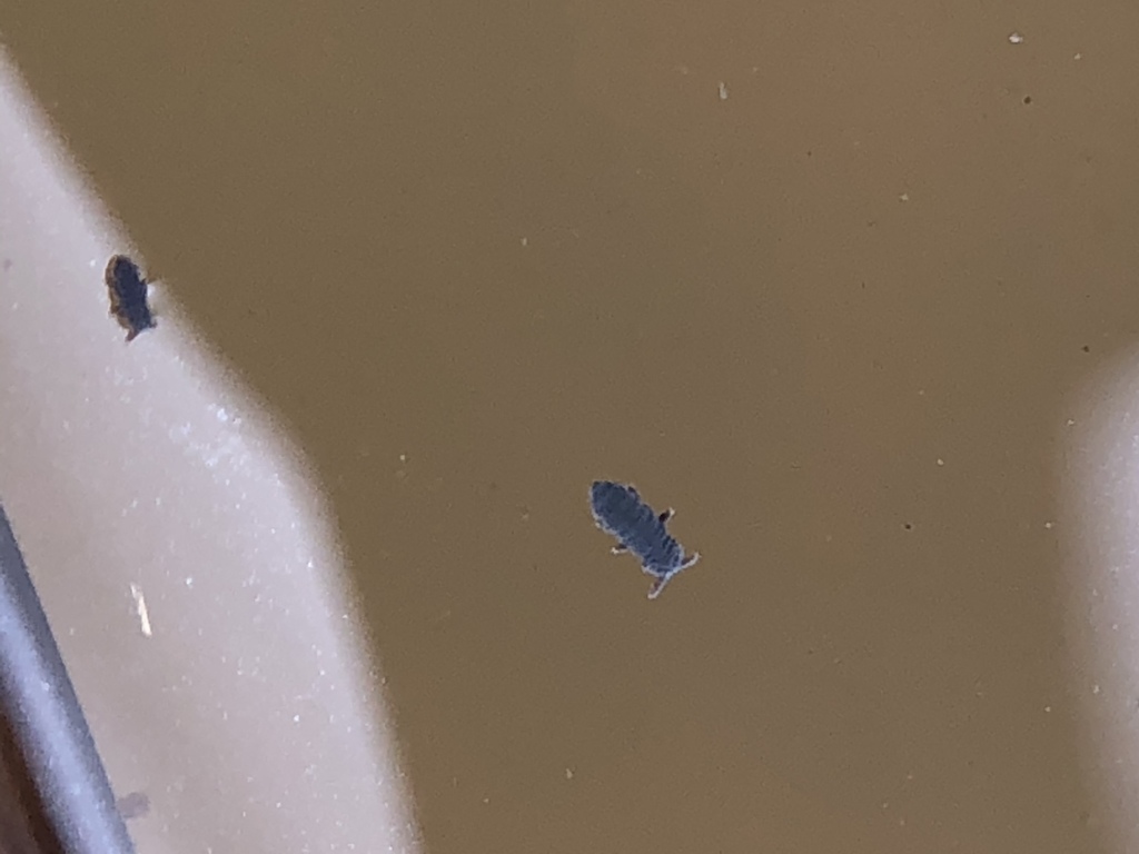 Water Springtail from Commerce Dr, Jefferson City, MO, US on January 15 ...