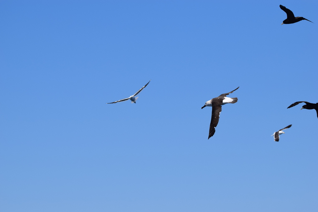 Atlantic Yellow-nosed Albatross in February 2017 by Ryne Rutherford ...