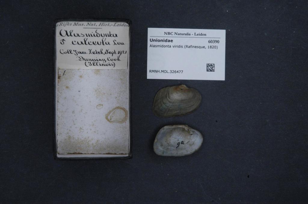 Slippershell Mussel (Mussels of the Upper Green River, KY) · iNaturalist