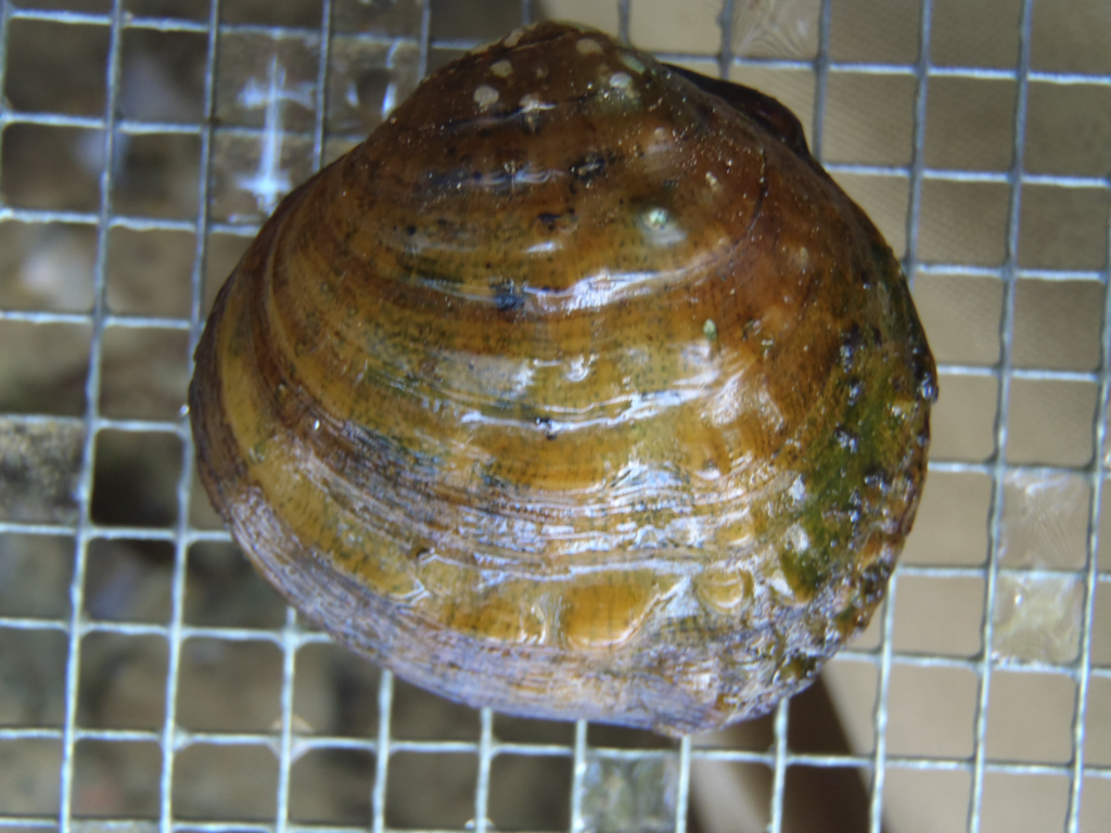 Fanshell (Mussels of the Upper Green River, KY) · iNaturalist