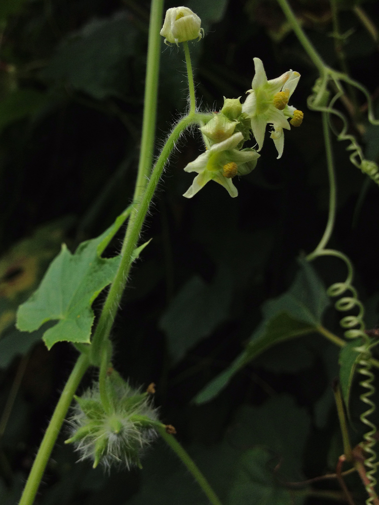 Bur Cucumber (Wildflowers of the Preserve at Shaker Village) · iNaturalist