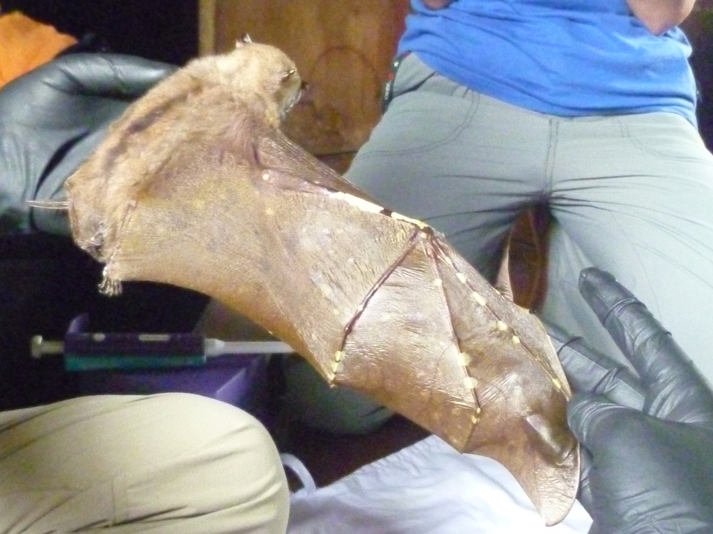 Philippine Tube-nosed Fruit Bat (Nyctimene rabori) - Know Your Mammals