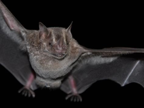 Large Fruit-eating Bat (Artibeus amplus) - Know Your Mammals